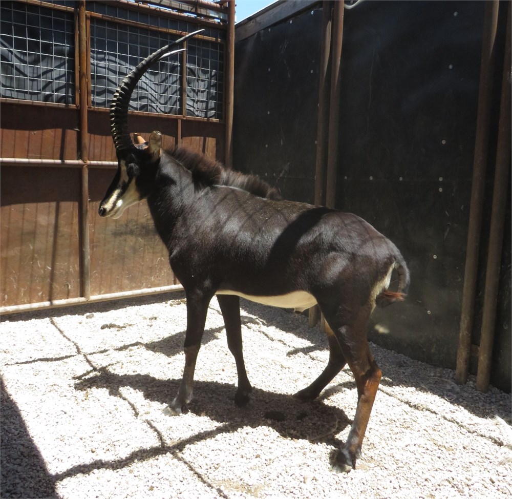 WildLife Buyer, LLC. - 1.0 SABLE (NKB#17)