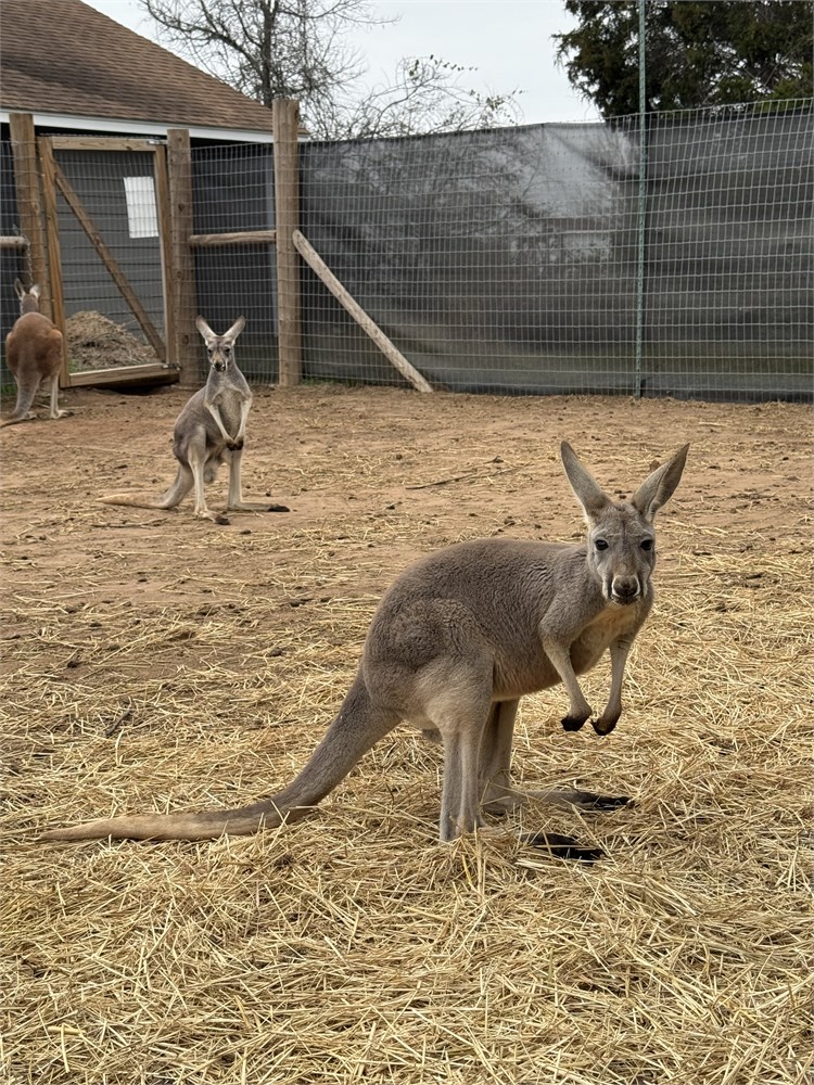 WildLife Buyer, LLC. - 1.0 Kangaroo Small Pen