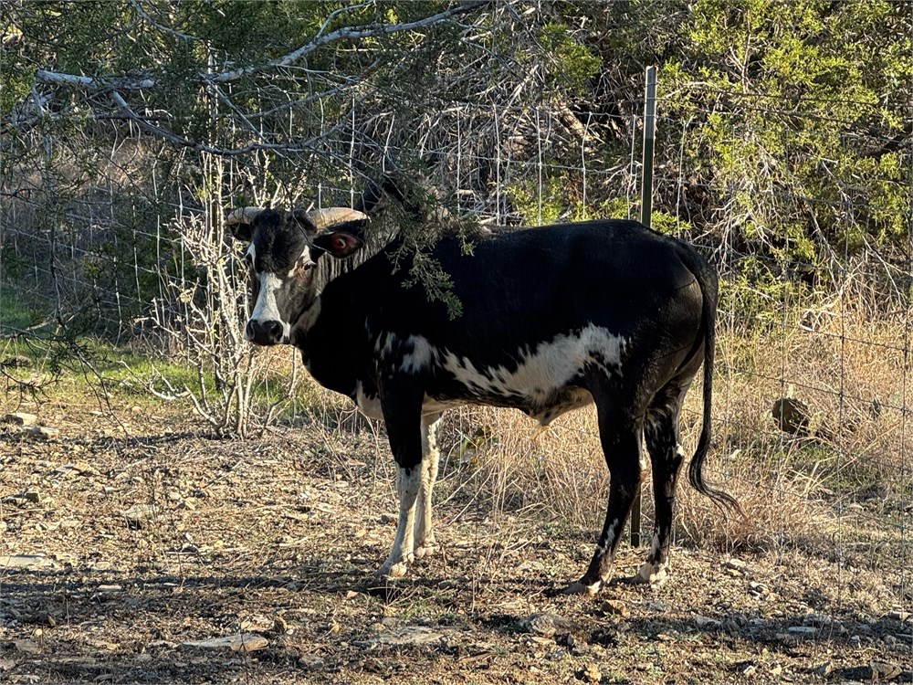 WildLife Buyer, LLC. - Mini Zebu bull