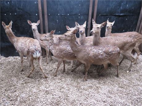 WildLife Buyer, LLC. - 0.8 PURE DYBOWSKI SIKA (NKB#10)