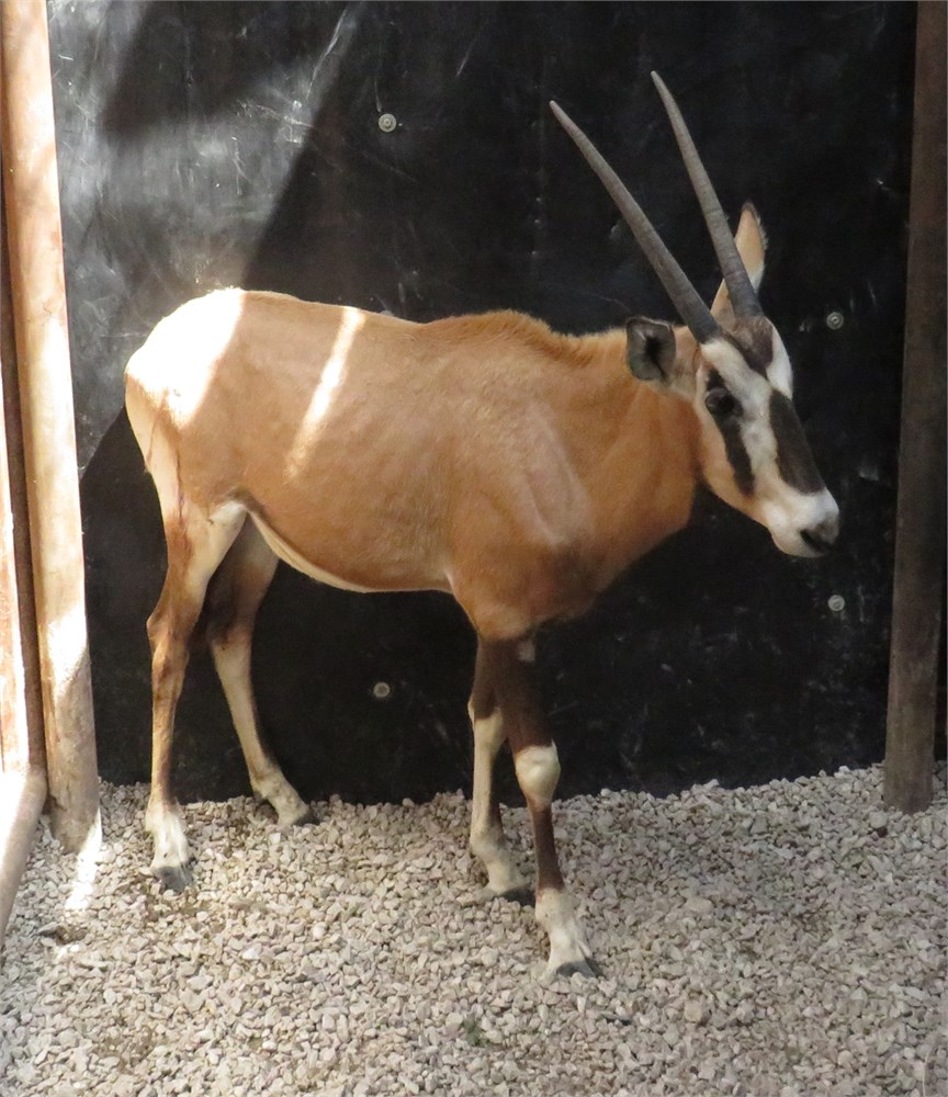 WildLife Buyer, LLC. - 1.0 SCIMBOK TAG#125 (NKB#10) - Ask about insurance