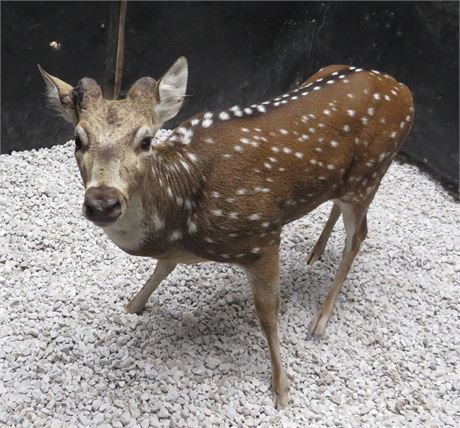 WildLife Buyer, LLC. - 1.0 AXIS (OKB#4-4) - Ask About Insurance