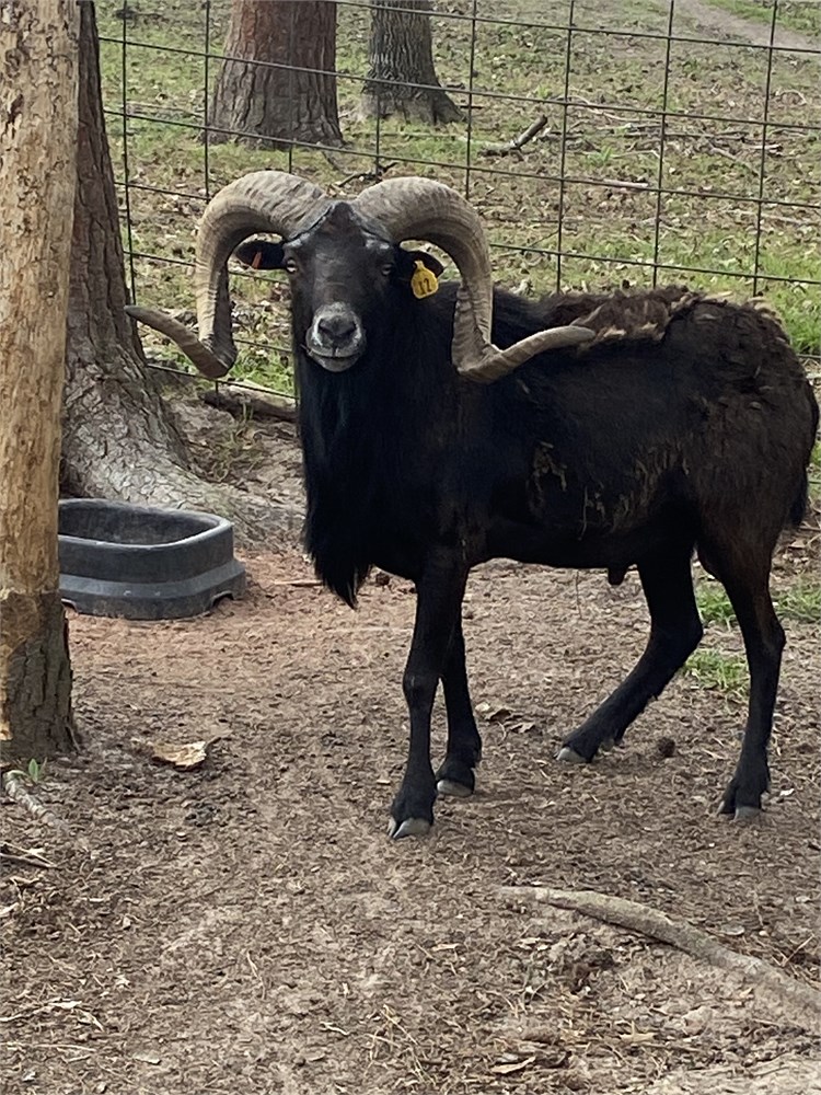 WildLife Buyer, LLC. - 1.0 Midnight Urial