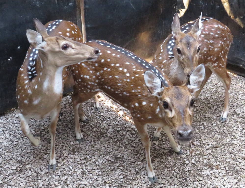 WildLife Buyer, LLC. - 0.3 AXIS (OKB#3-1)