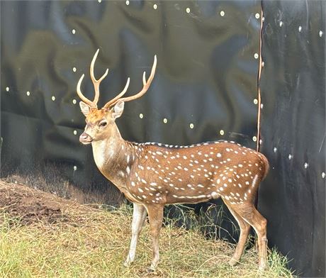 WildLife Buyer, LLC. - 1.0 Axis Buck