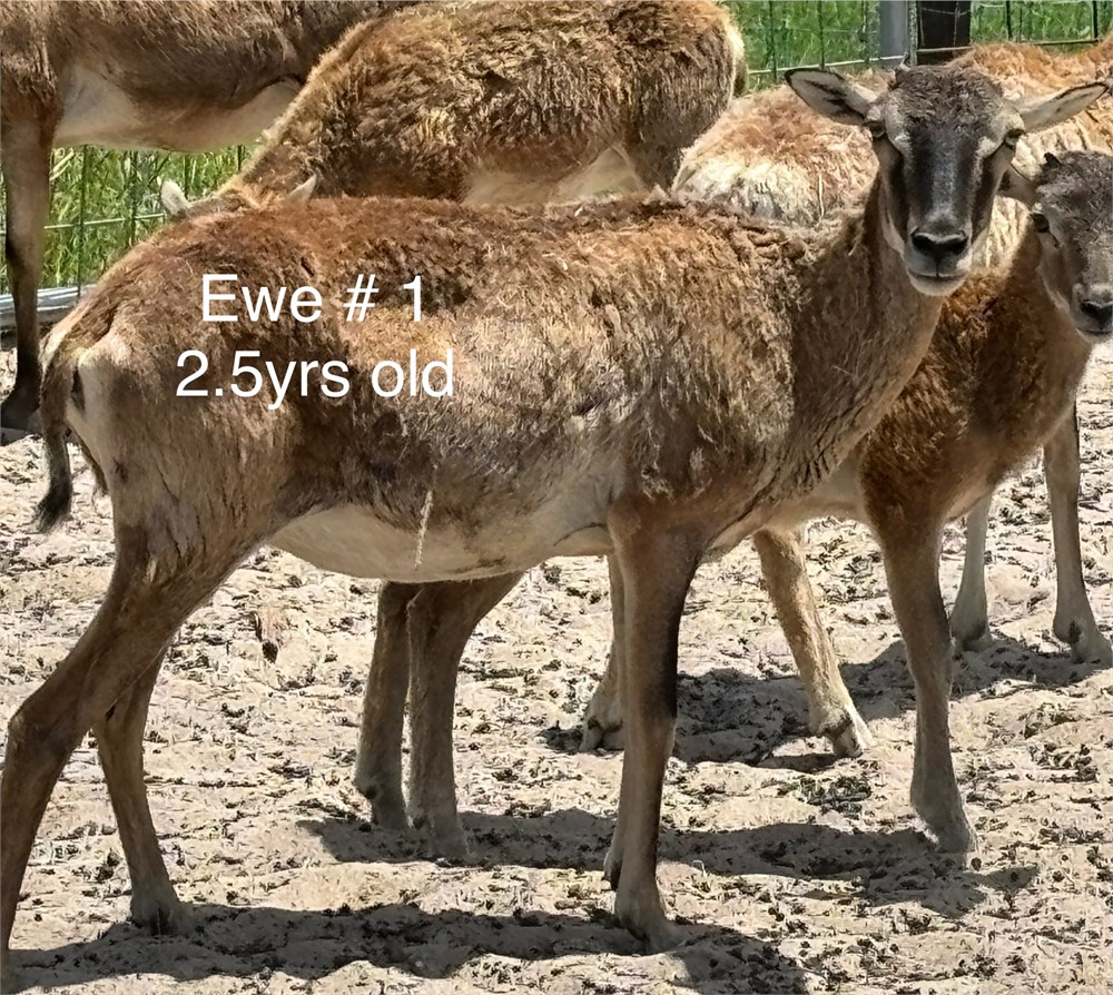 WildLife Buyer, LLC. - 0.4 Mouflon Ewes