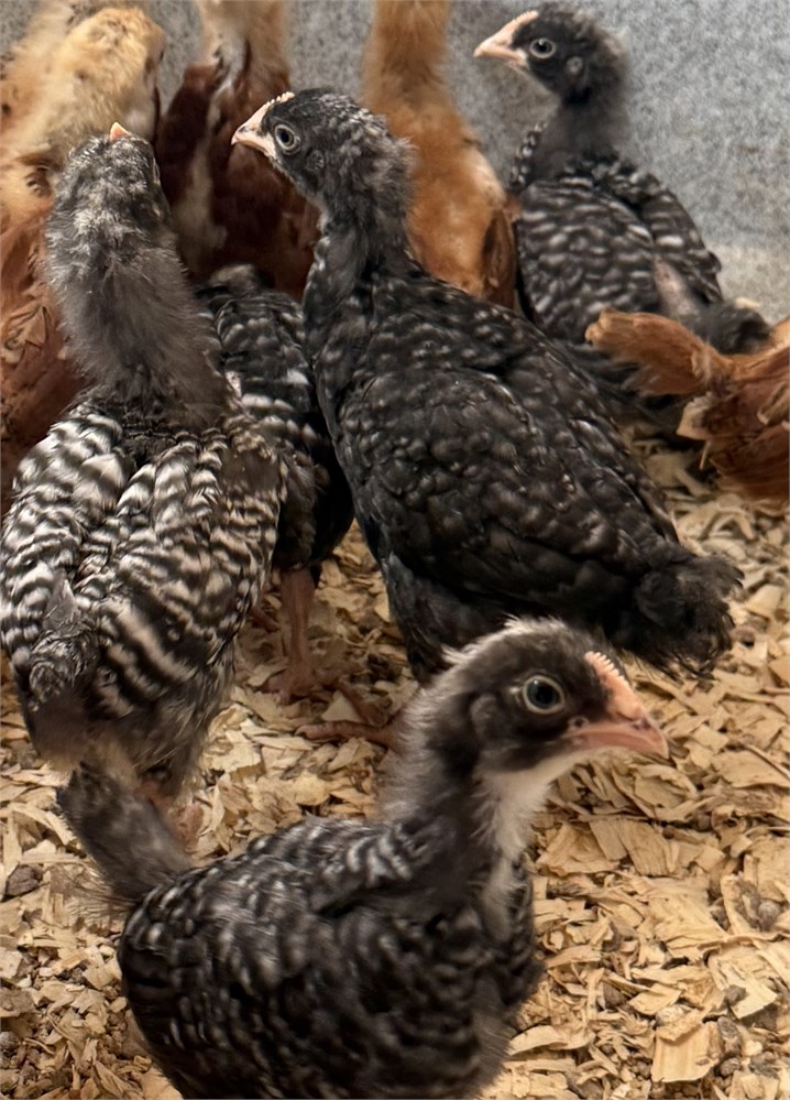 WildLife Buyer, LLC. - 10 Barred Rock Chicks