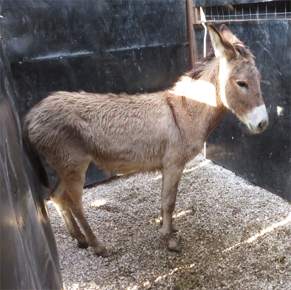 WildLife Buyer, LLC. - 0.1 DONKEY TAG#59 (ORB#6)
