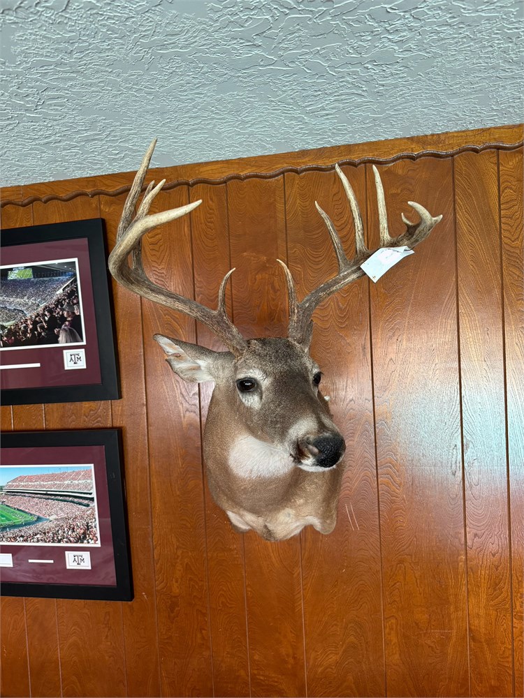 WildLife Buyer, LLC. - South Texas Whitetail Mount