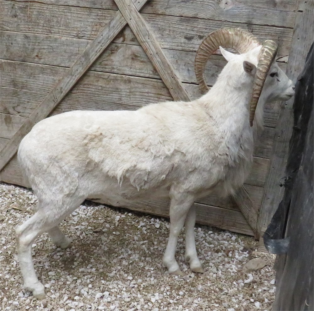 WildLife Buyer, LLC. - 1.0 SNOW URIAL TAG#129 (RB#3)