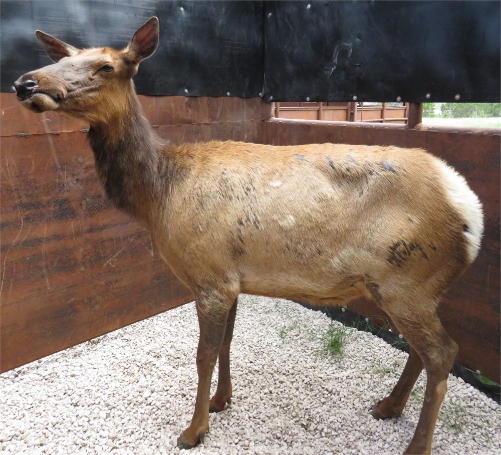WildLife Buyer, LLC. - 0.1 ELK (WB#2) BBRL