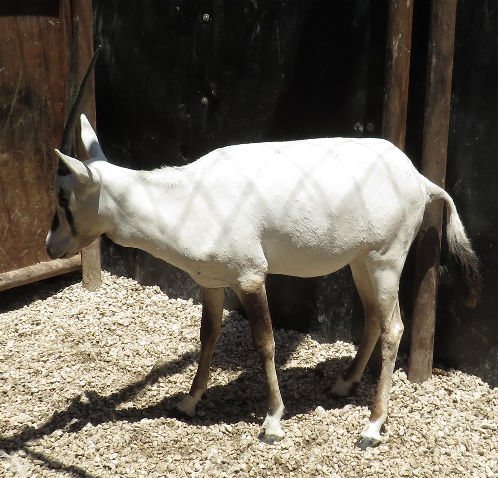 WildLife Buyer, LLC. - 鸞 1.0 ARABIAN ORYX (WB#10) - Ask about insurance