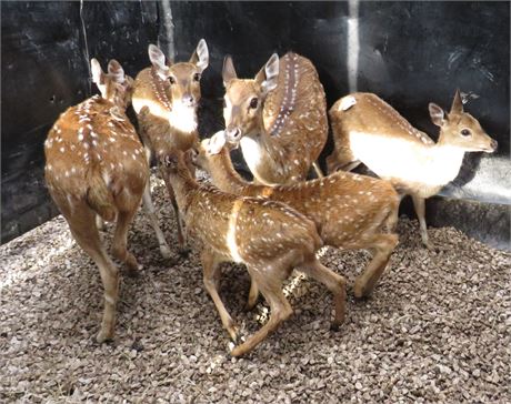 WildLife Buyer, LLC. - 0.6 AXIS (NKB#5)