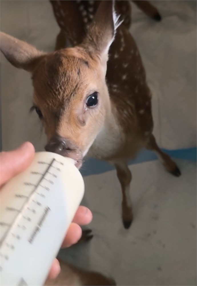 WildLife Buyer, LLC. - bottle baby axis female