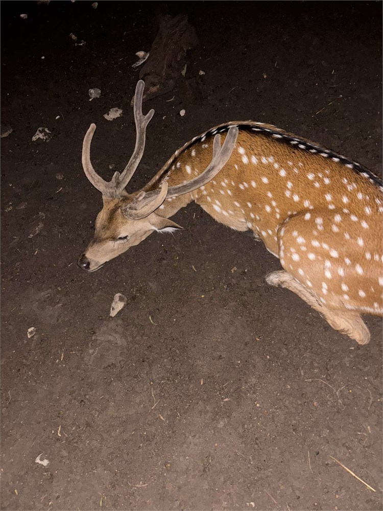 WildLife Buyer, LLC. - 1.0 2 year old axis