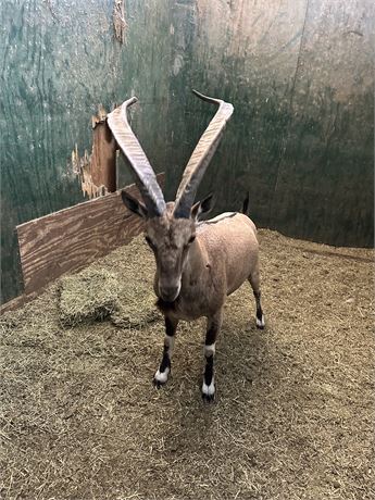 WildLife Buyer, LLC. - 1.0 Markhor Hybrid