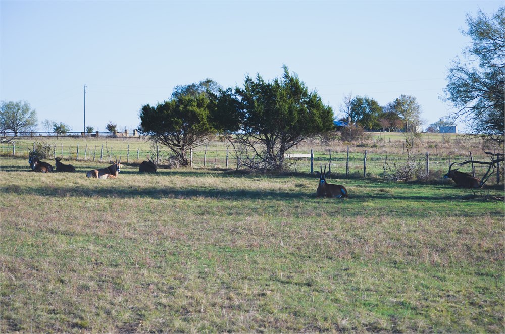 WildLife Buyer, LLC. - 1.1 ROAN – BREEDING PAIR