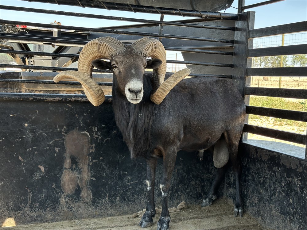 WildLife Buyer, LLC. - Midnight Urial Ram