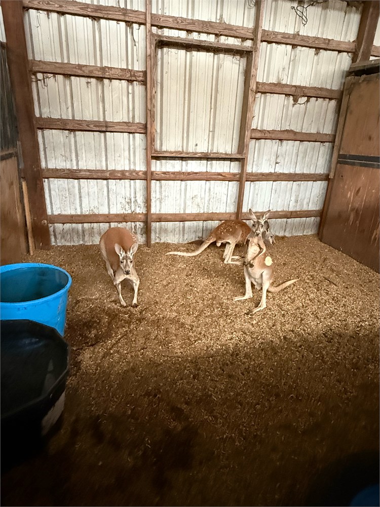 WildLife Buyer, LLC. - male kangaroo small pen raised