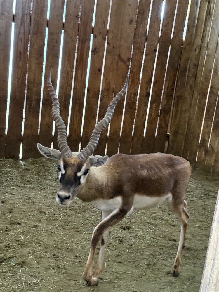 WildLife Buyer, LLC. - 1.0 Blackbuck