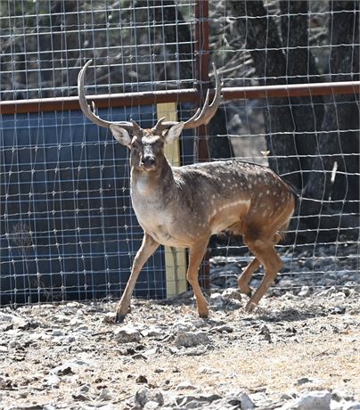 WildLife Buyer, LLC. - 1.0 Fallow Buck - EXCEPTIONAL BREEDER