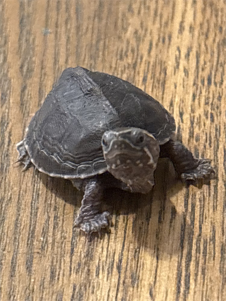WildLife Buyer, LLC. - 2 Turtle