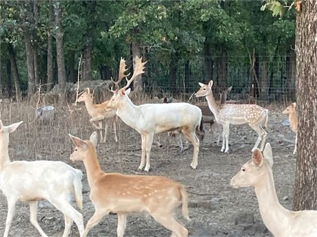 WildLife Buyer, LLC. - 6 Year Old Registered Breeder Fallow Buck