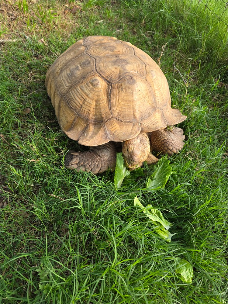 WildLife Buyer, LLC. - Giant Male Sulcata Tortoise