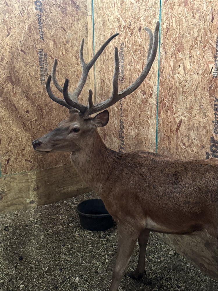 WildLife Buyer, LLC. - 1.0 Stag #3