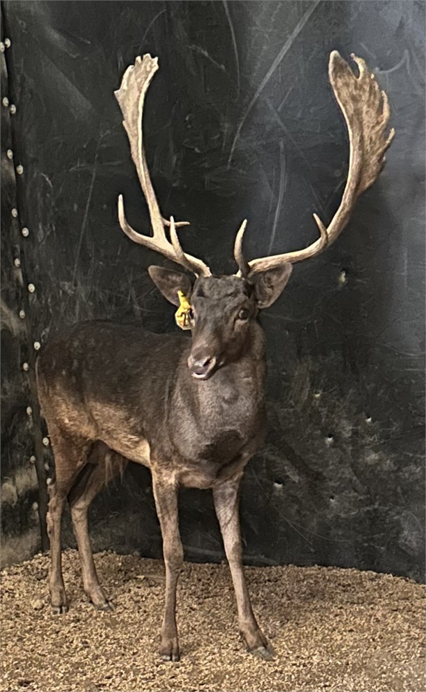 WildLife Buyer, LLC. - Big registered chocolate fallow buck (huge sire)