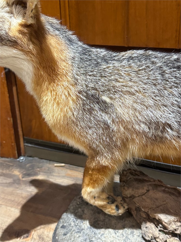 WildLife Buyer, LLC. - Grey Fox Mount