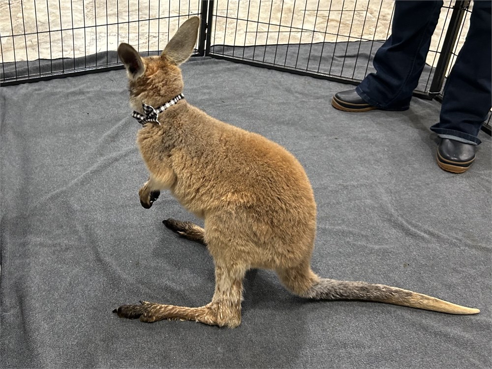WildLife Buyer, LLC. - 1.0 Bottle Baby Red Kangaroo