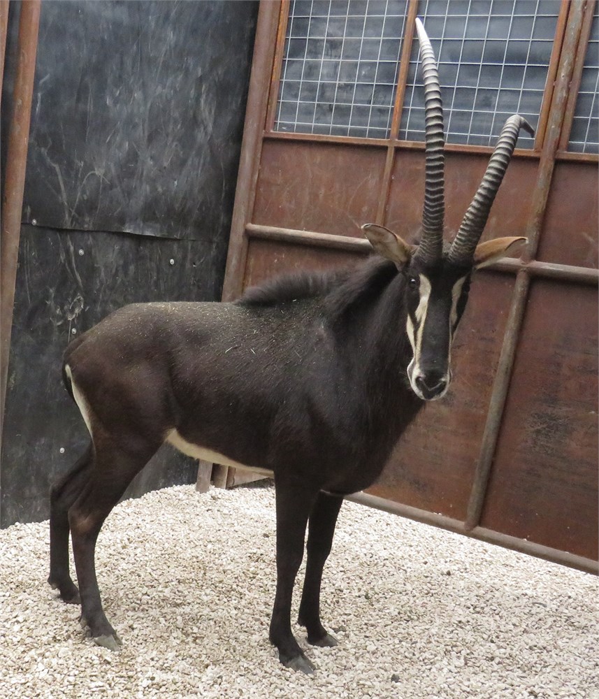 WildLife Buyer, LLC. - 1.0 SABLE (MB#7)