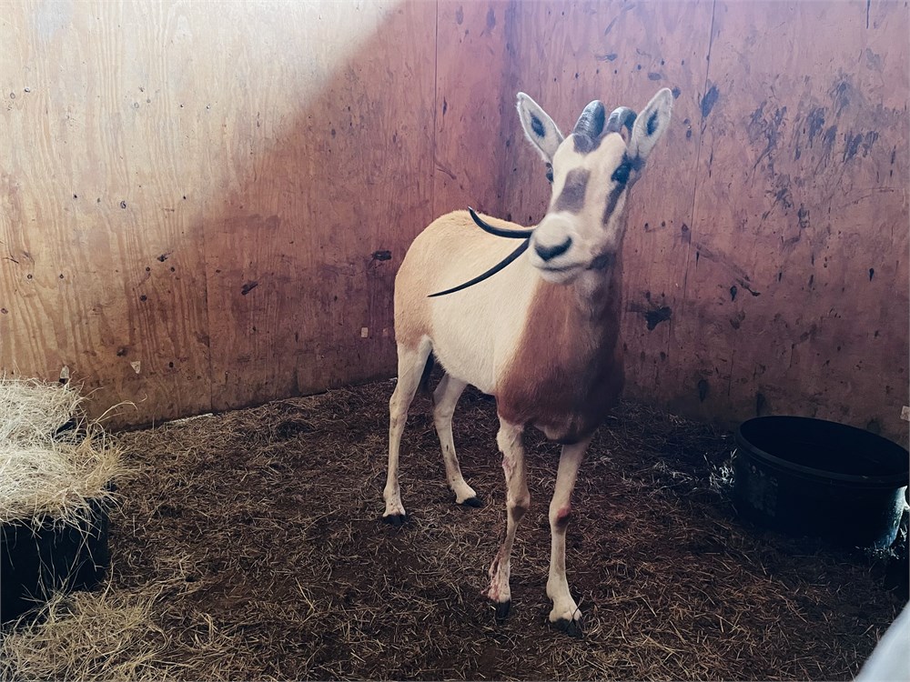 WildLife Buyer, LLC. - 0.1 Oryx cow