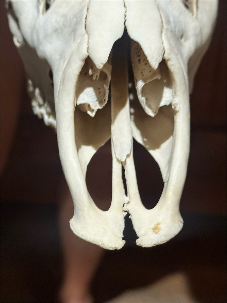 WildLife Buyer, LLC. - nice fallow skull