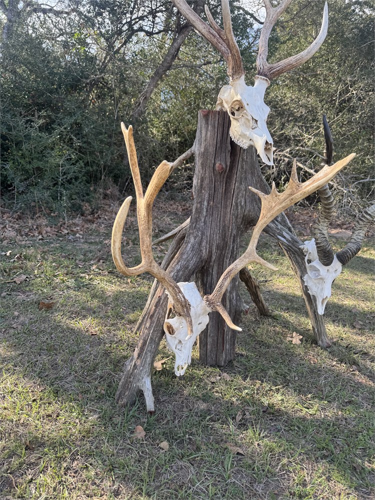 WildLife Buyer, LLC. - Axis/Fallow/BB tree mount