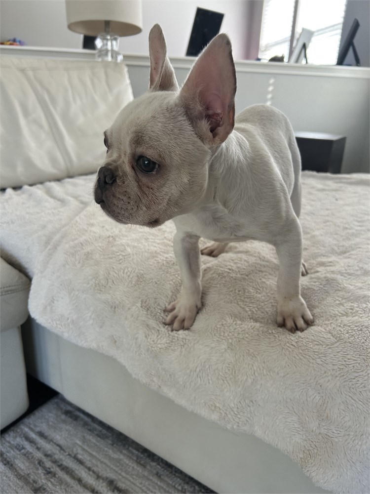 WildLife Buyer, LLC. - 5 months old male frenchi