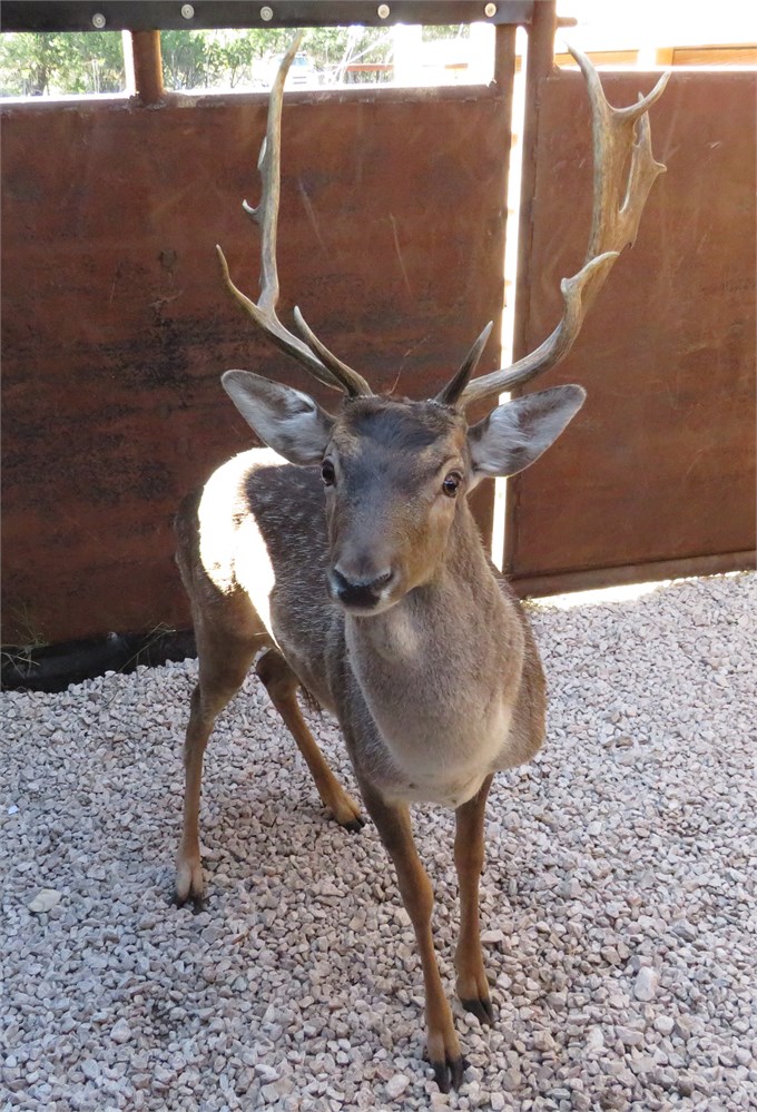 WildLife Buyer, LLC. - 1.0 FALLOW (WB#17) - Ask About Insurance