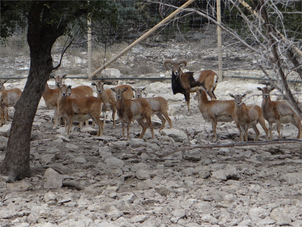 WildLife Buyer, LLC. - 0.5 Iranian Red Sheep