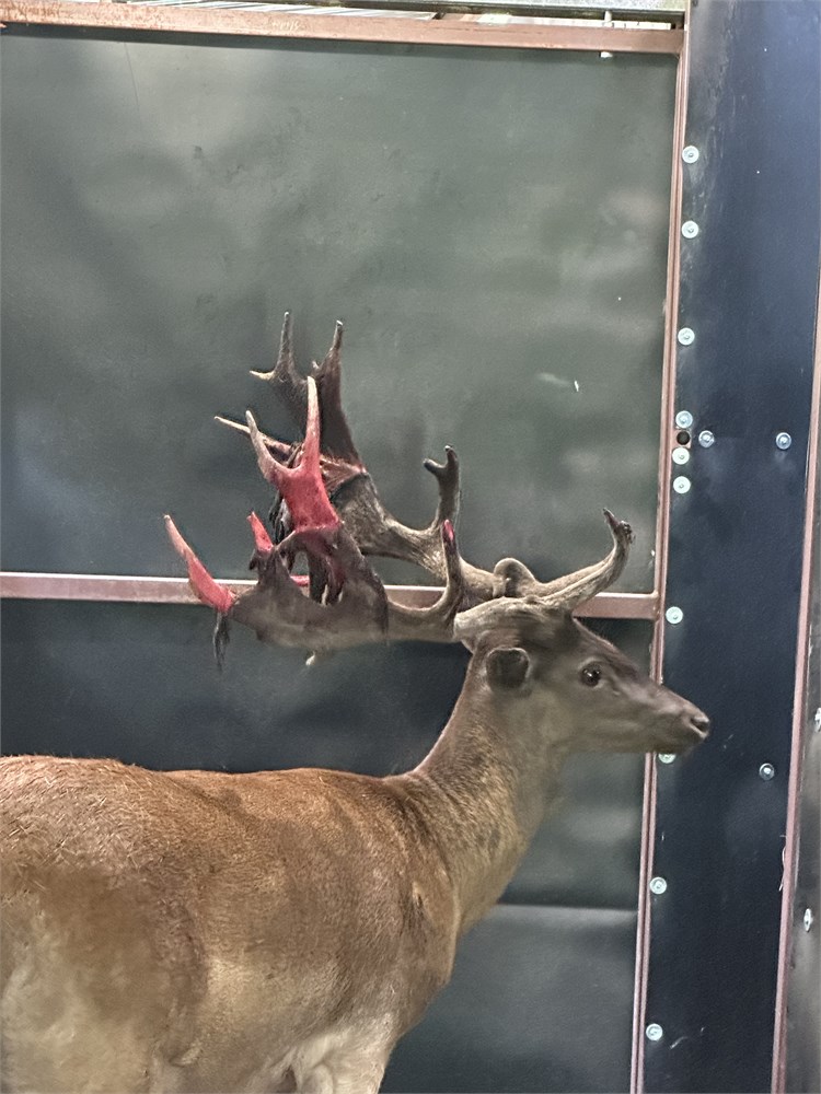 WildLife Buyer, LLC. - 1.0 Chocolate Fallow - Ask About Insurance