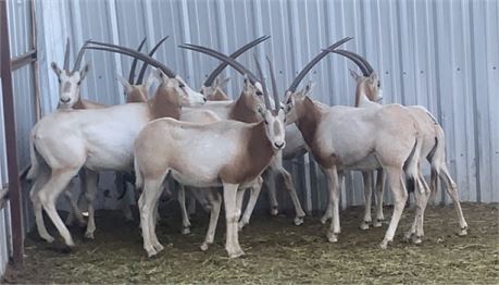 WildLife Buyer, LLC. - 5.0 SCIMITAR ORYX BULLS