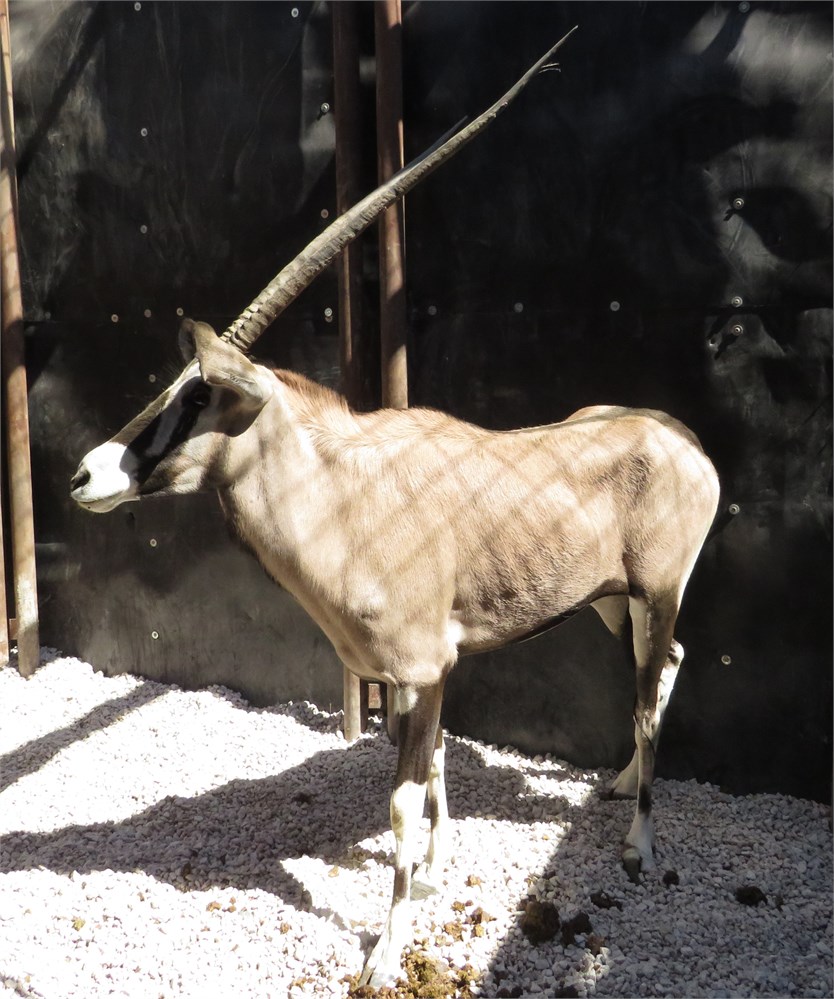WildLife Buyer, LLC. - 0.1 GEMSBOK (NKB#18)