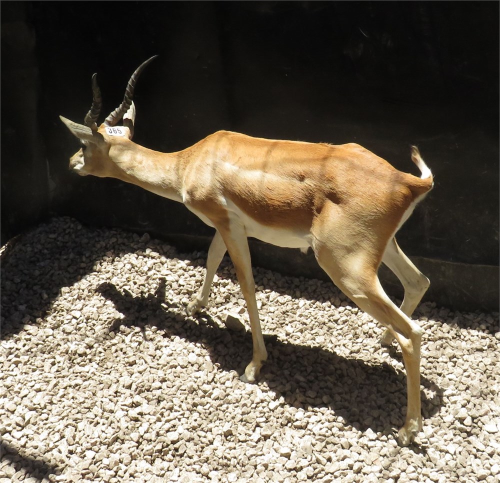 WildLife Buyer, LLC. - 1.0 BLACKBUCK TAG#365 (NKB#5)