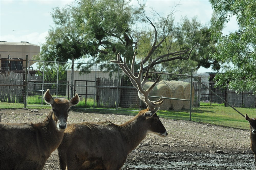 WildLife Buyer, LLC. - 1.0 White Lipped Deer - Ask About Insurance