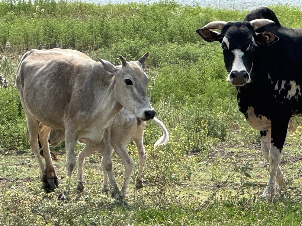 WildLife Buyer, LLC. - Proven Mini Zebu Bull – 4 Years Old – Gentle but ...