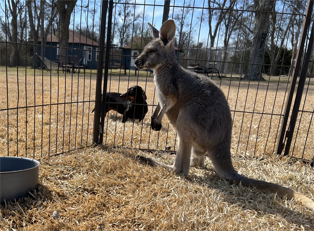 WildLife Buyer, LLC. - Male bottle baby red kangaroo
