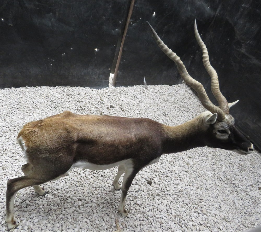 WildLife Buyer, LLC. - 1.0 BLACKBUCK (OKB#4-1) - Ask About Insurance