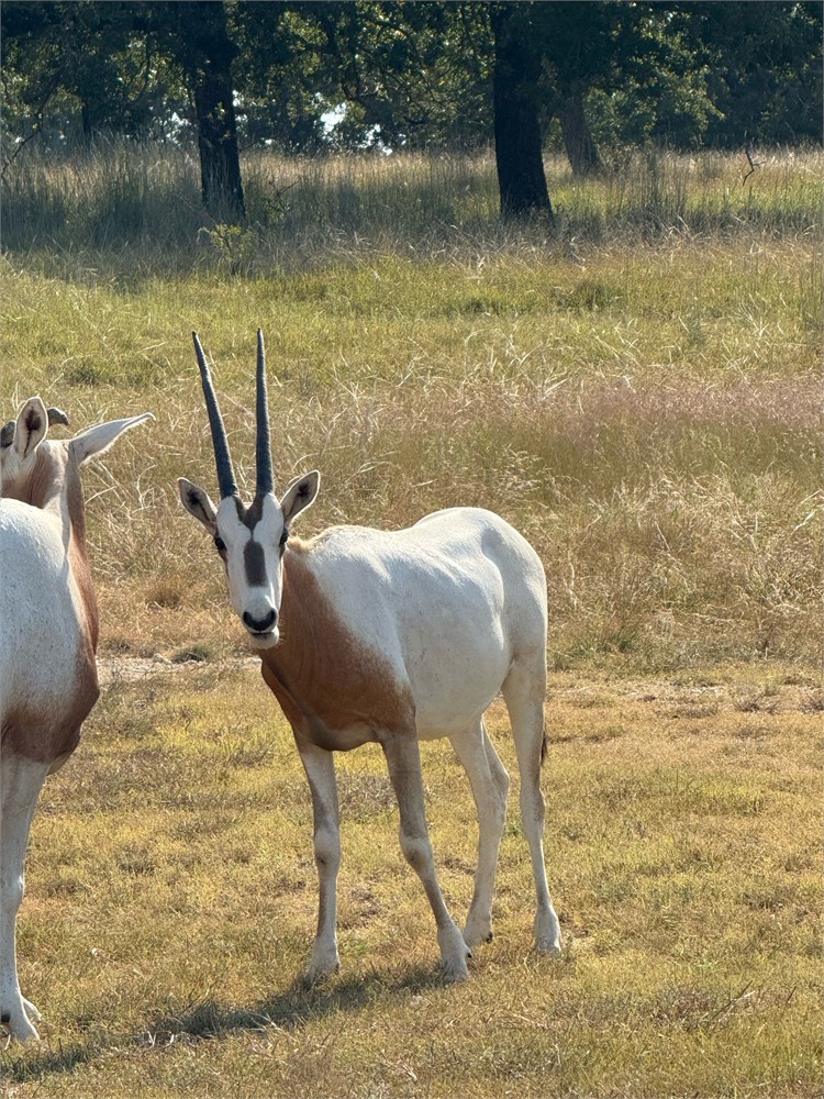 WildLife Buyer, LLC. - 5.2 oryx Good Horns