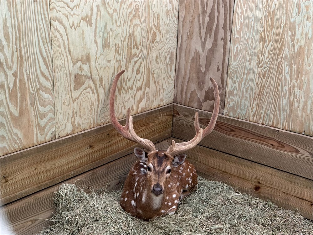 WildLife Buyer, LLC. - 1.0 Axis Breeder Buck 36" & 7 Points