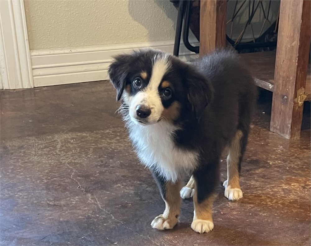 WildLife Buyer, LLC. - 1.0 Miniature Aussie pup